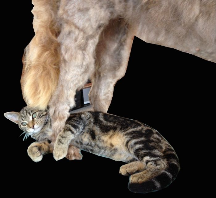 What is an Australian Cobberdog? Benefits, Size, Coat, Temperament